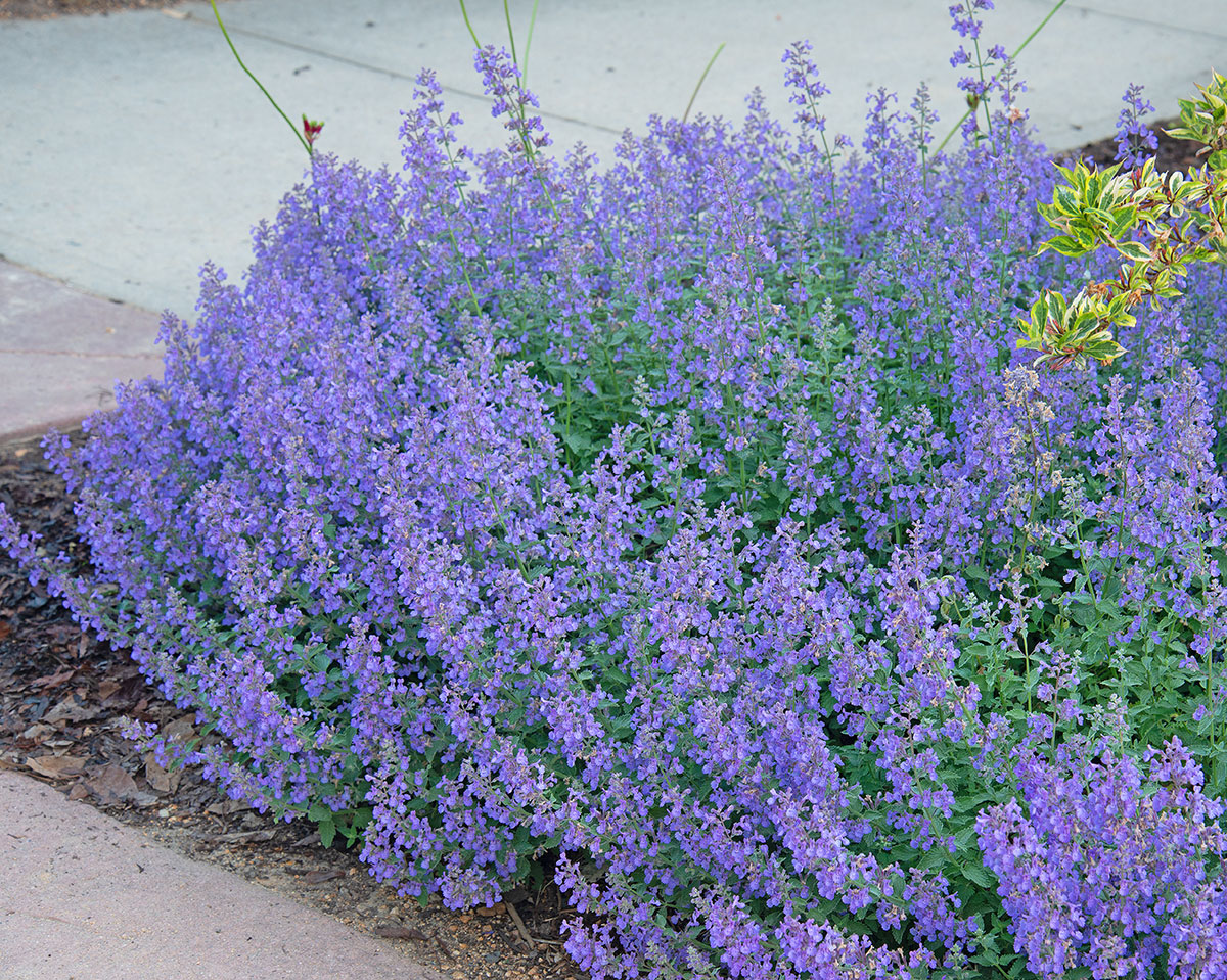 Garden Adventurer: Catmint: A Purr-fect Perennial - Wake Living