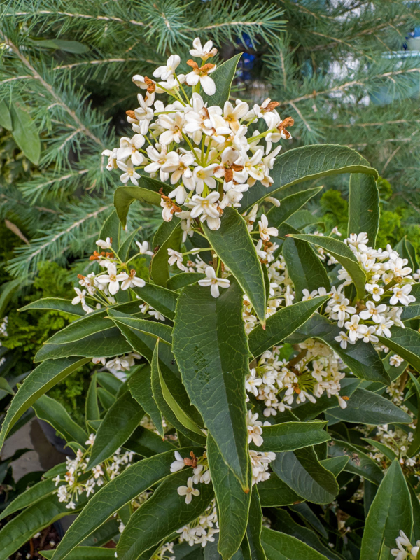 Garden Adventurer: In Search of Osmanthus - Wake Living